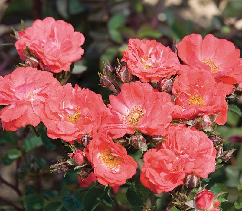 Coral Drift® Rose | Johnson's Nursery | KB