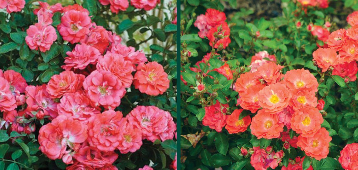Coral Drift® Rose | Johnson's Nursery | KB