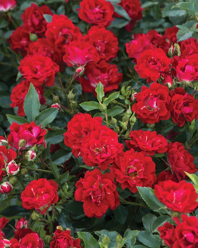 Red Drift® Rose | Johnson's Nursery | KB