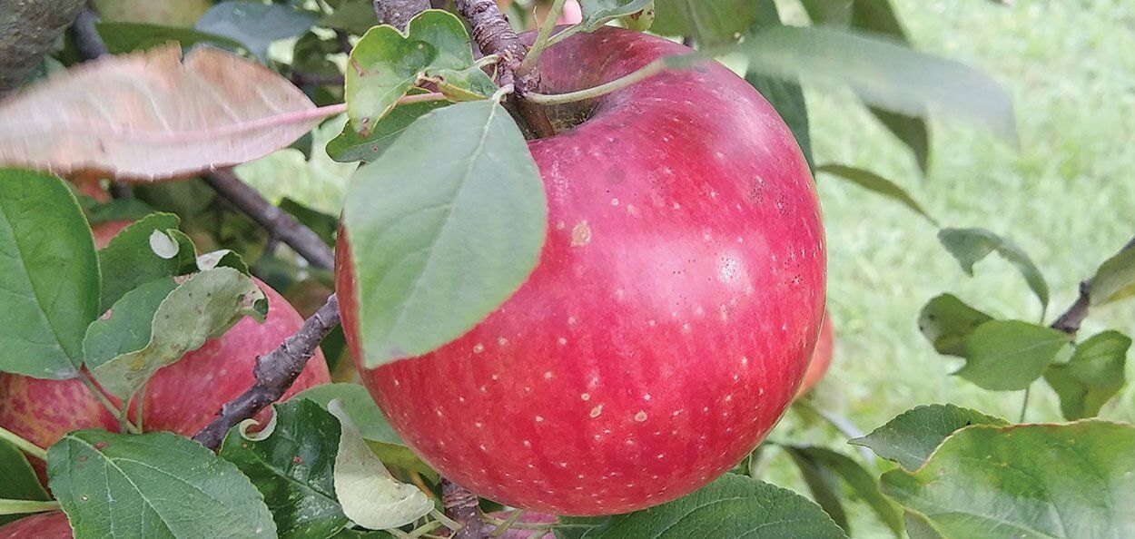 Haralson Apple | Johnson's Nursery | KB