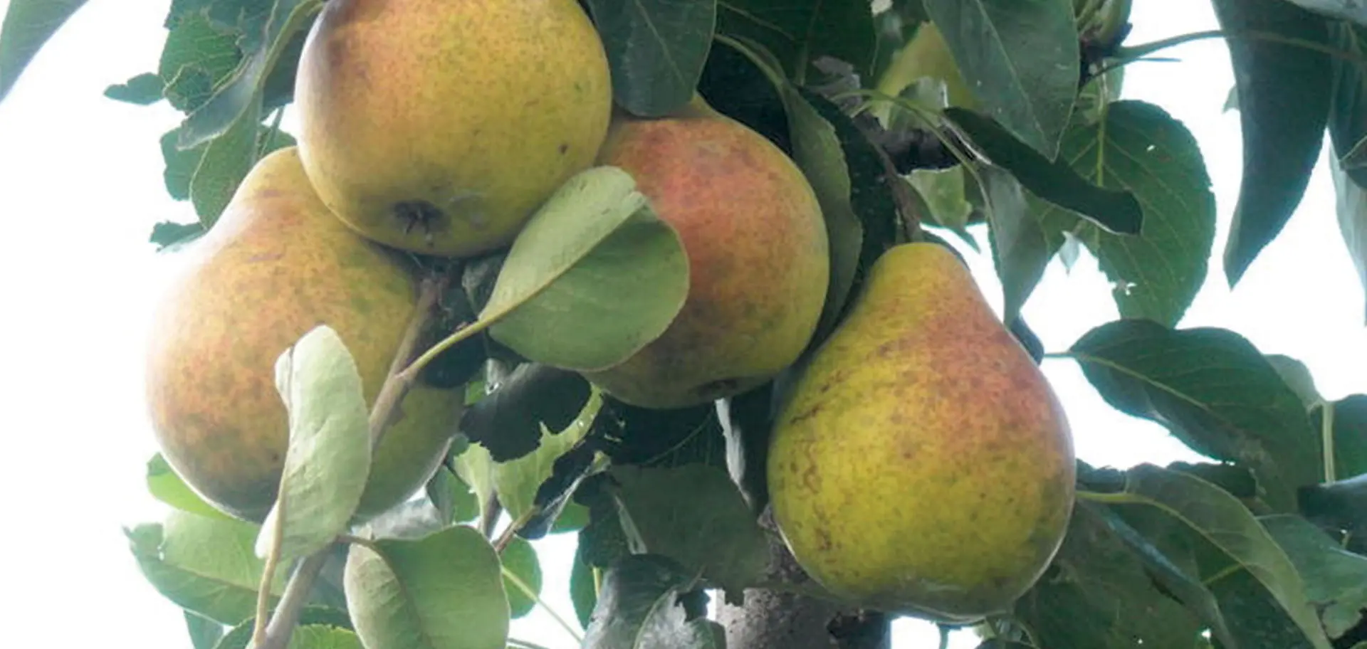 Bartlett Pear | Johnson's Nursery | KB