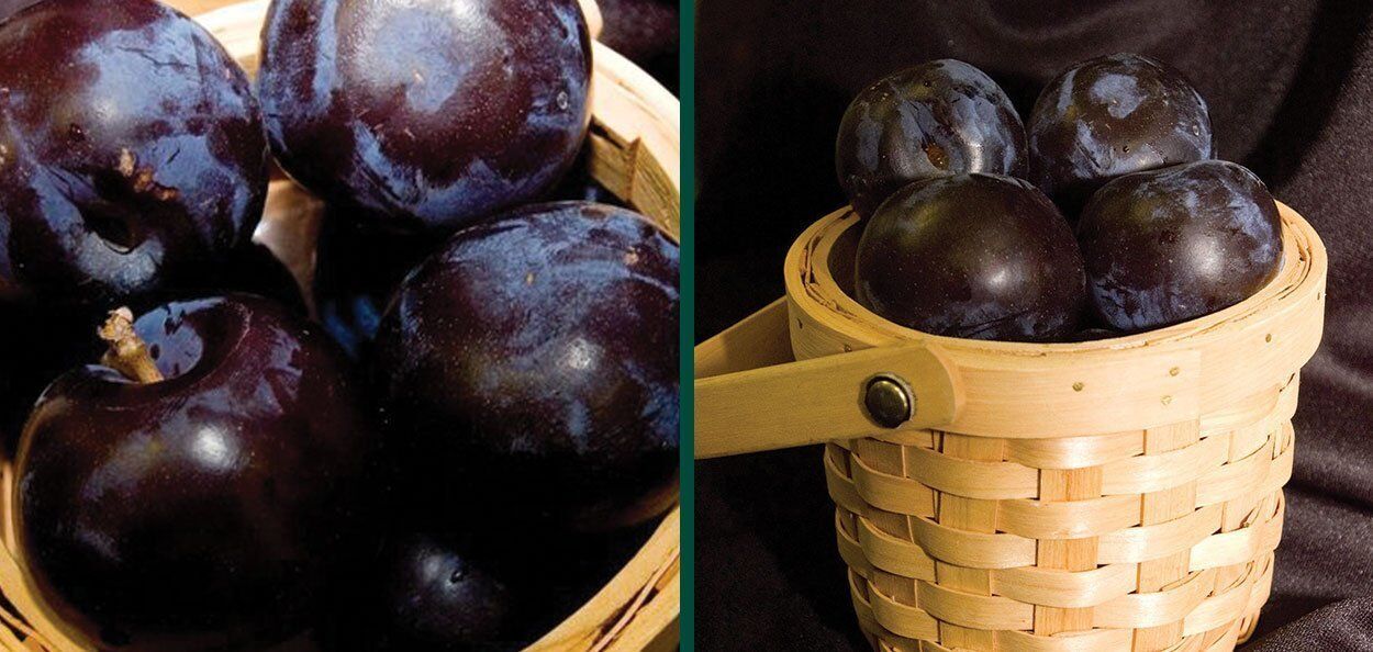 BlackIce® Plum | Johnson's Nursery | KB