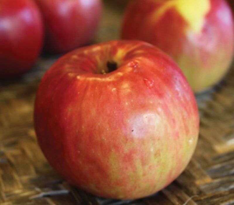 Jonathan Apple | Johnson's Nursery | KB