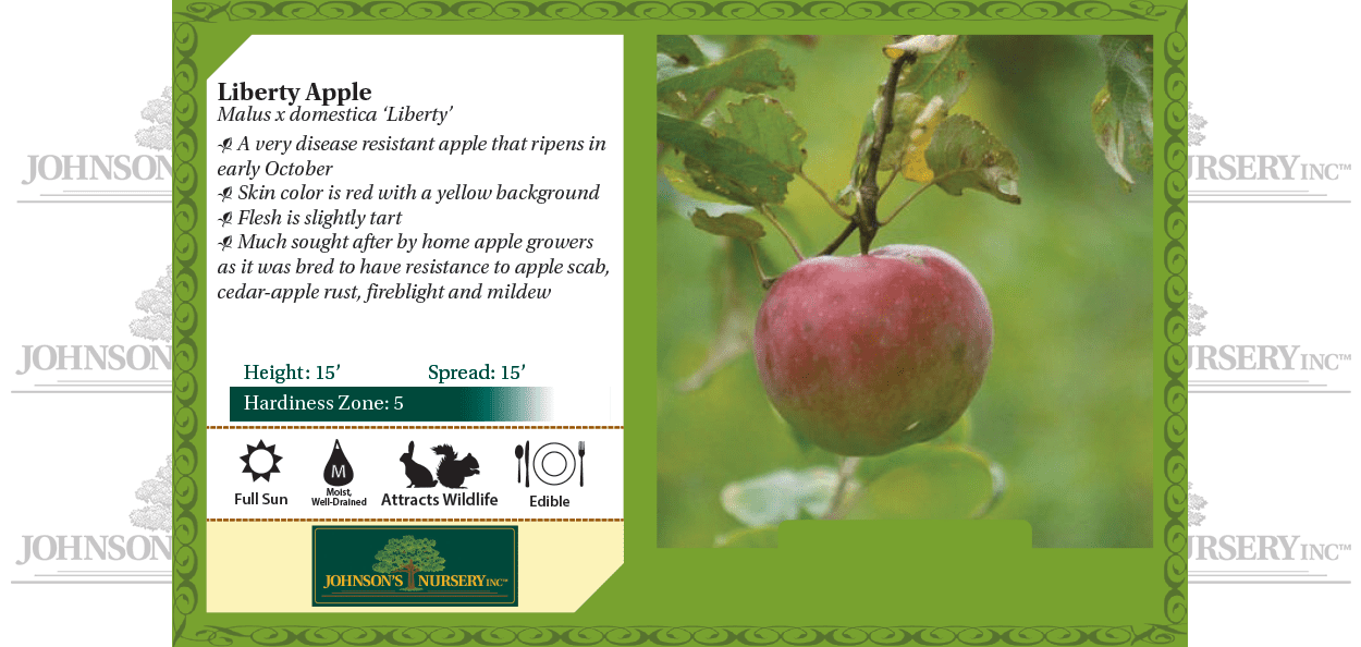 Liberty Apple | Johnson's Nursery | KB