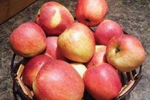 Liberty Apple | Johnson's Nursery | KB