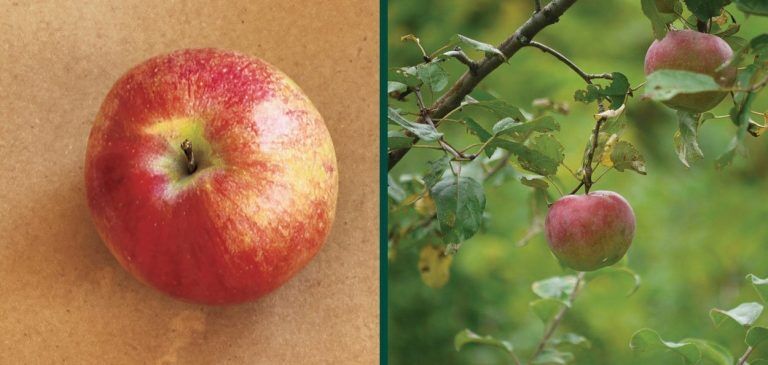 Liberty Apple | Johnson's Nursery | KB