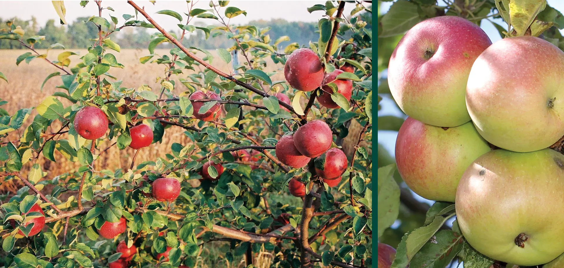 McIntosh Apple | Johnson's Nursery | KB