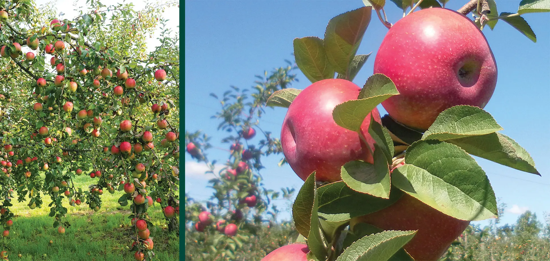 McIntosh Apple | Johnson's Nursery | KB