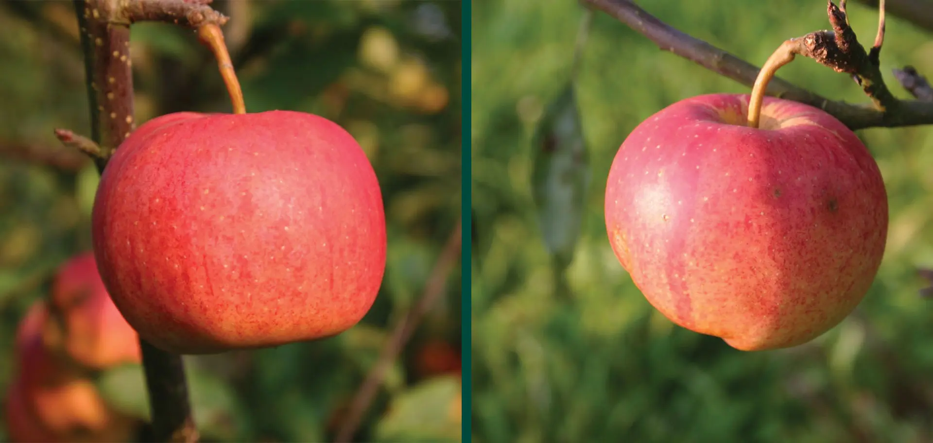 Royal Gala Apple | Johnson's Nursery | KB