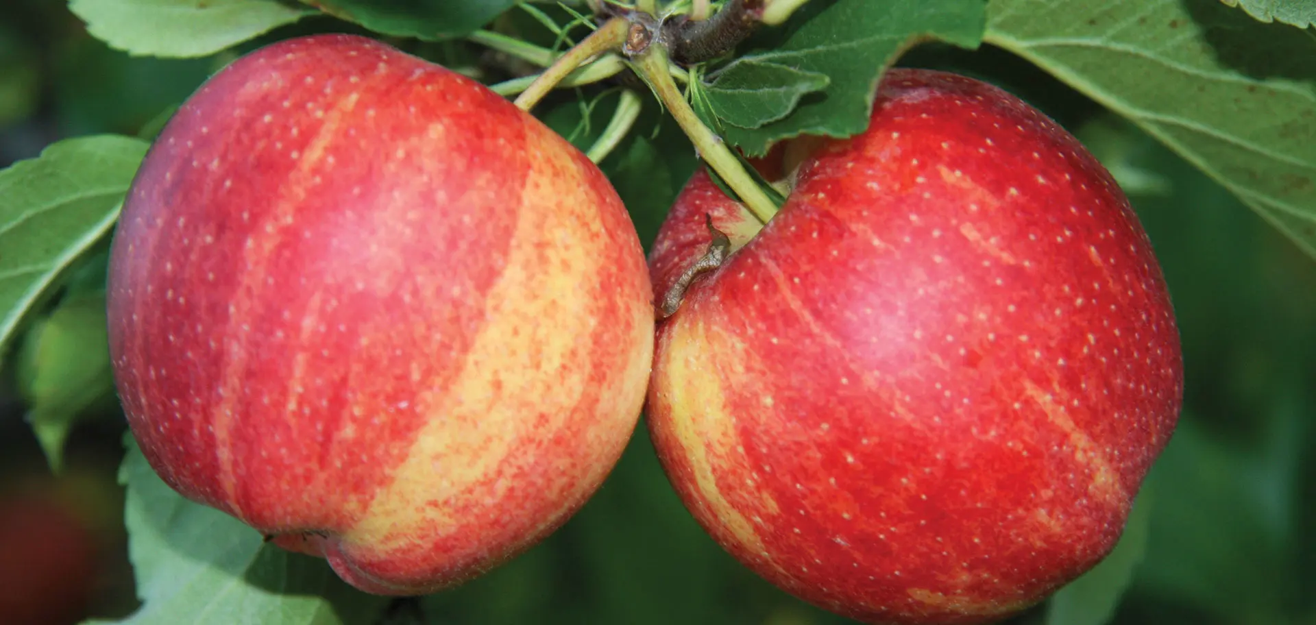 Royal Gala® Apple | Johnson's Nursery | KB
