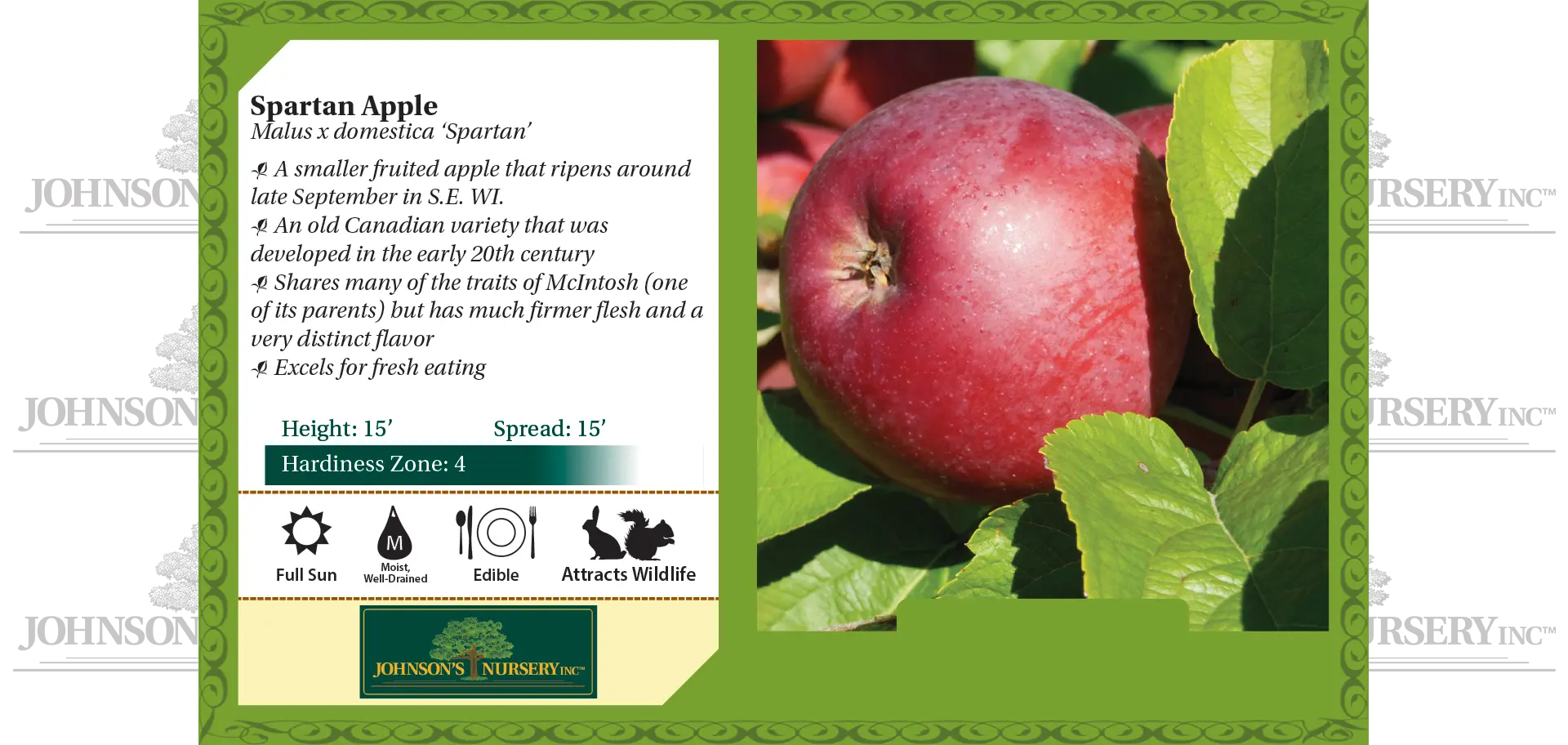 Spartan Apple | Johnson's Nursery | KB