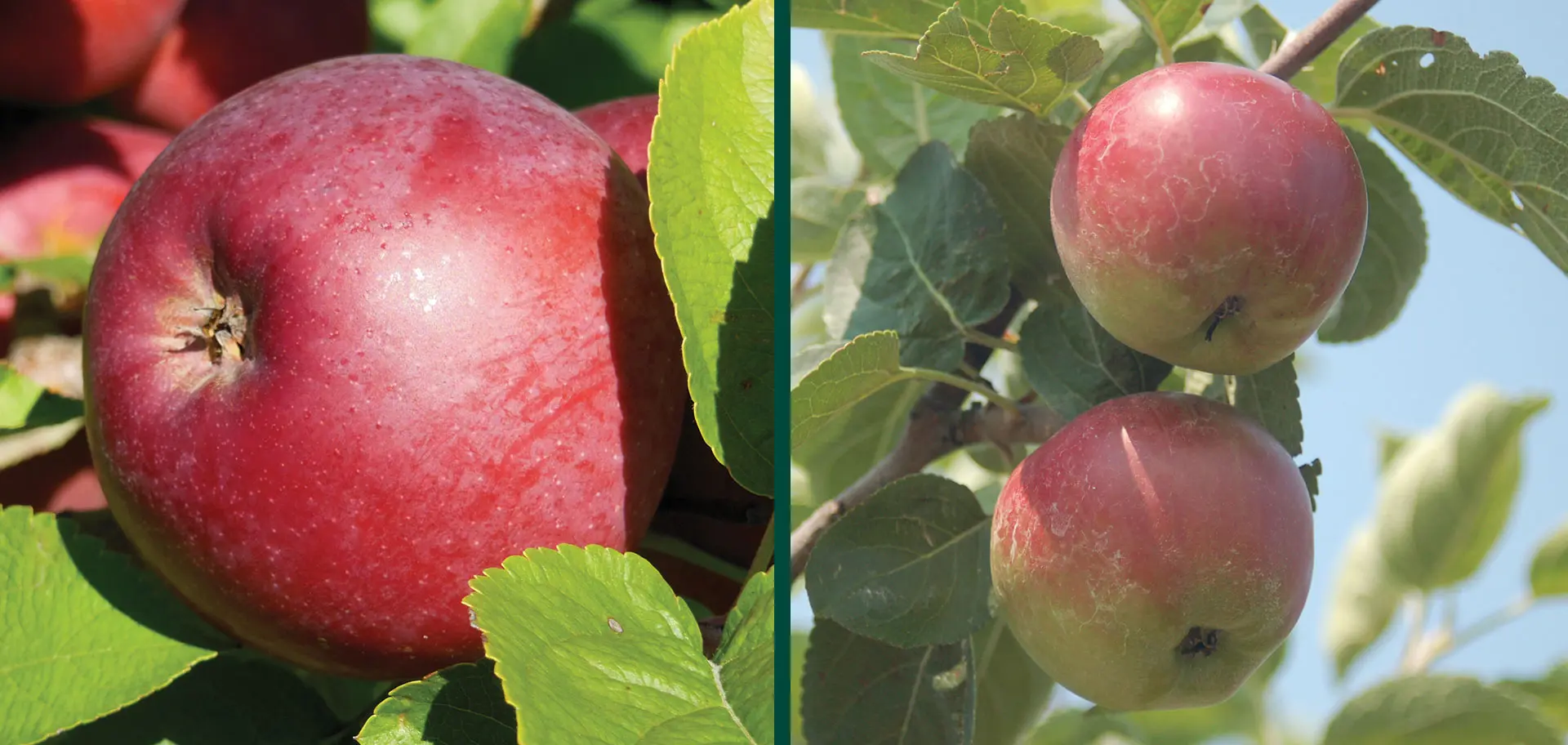 Spartan Apple | Johnson's Nursery | KB