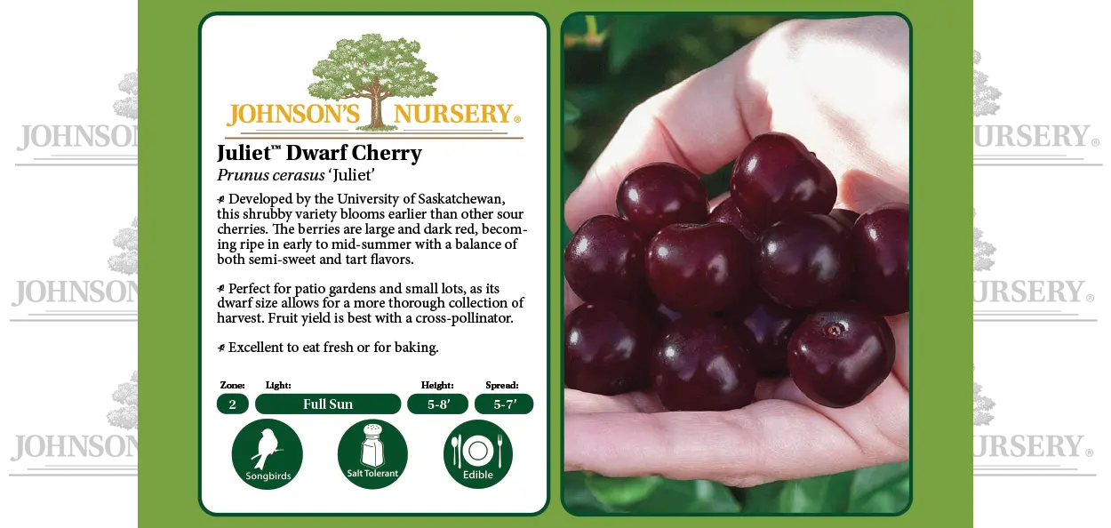 Juliet™ Dwarf Cherry | Johnson's Nursery | KB