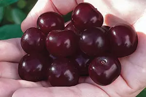 Juliet™ Dwarf Cherry | Johnson's Nursery | KB