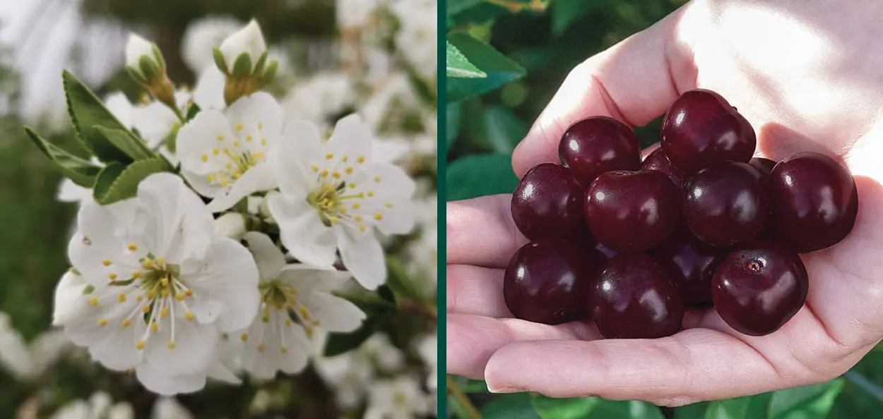 Juliet™ Dwarf Cherry | Johnson's Nursery | KB