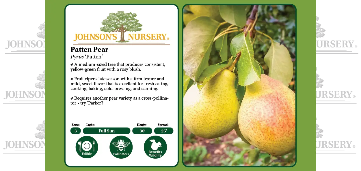 Patten Pear | Johnson's Nursery | KB