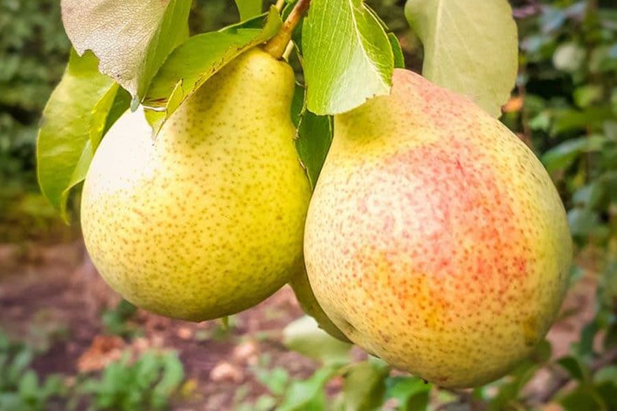 Patten Pear | Johnson's Nursery | KB