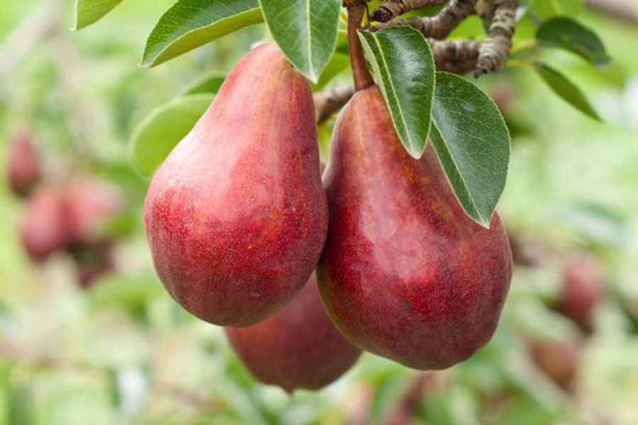 Red Bartlett Pear | Johnson's Nursery | KB