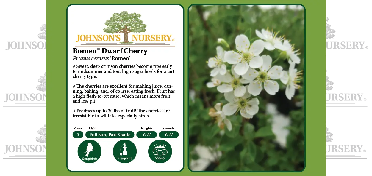 Romeo™ Dwarf Cherry | Johnson's Nursery | KB