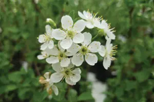 Romeo™ Dwarf Cherry | Johnson's Nursery | KB