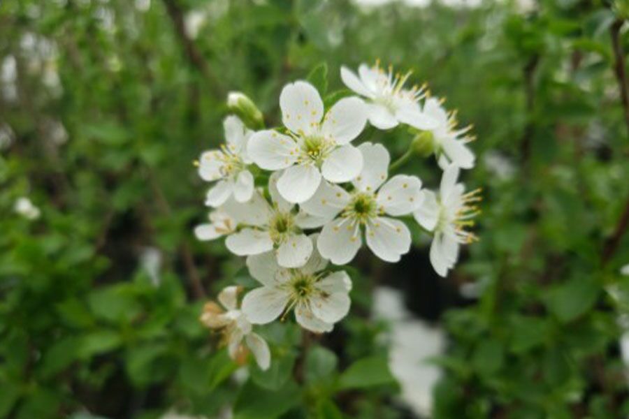 Romeo™ Dwarf Cherry | Johnson's Nursery | KB