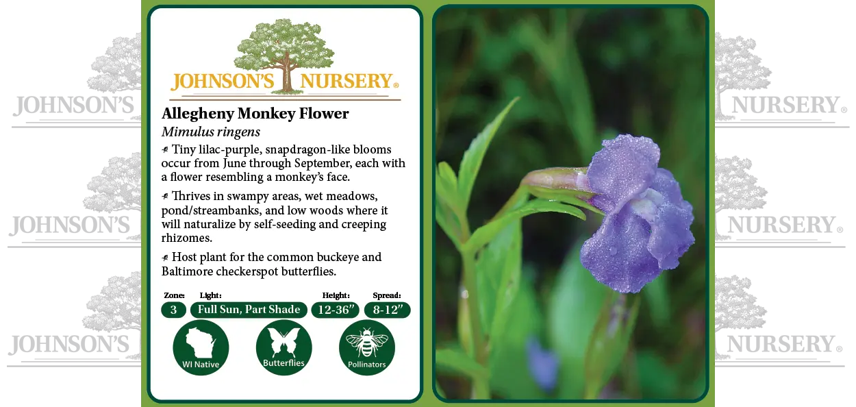 Allegheny Monkey Flower | Johnson's Nursery | KB