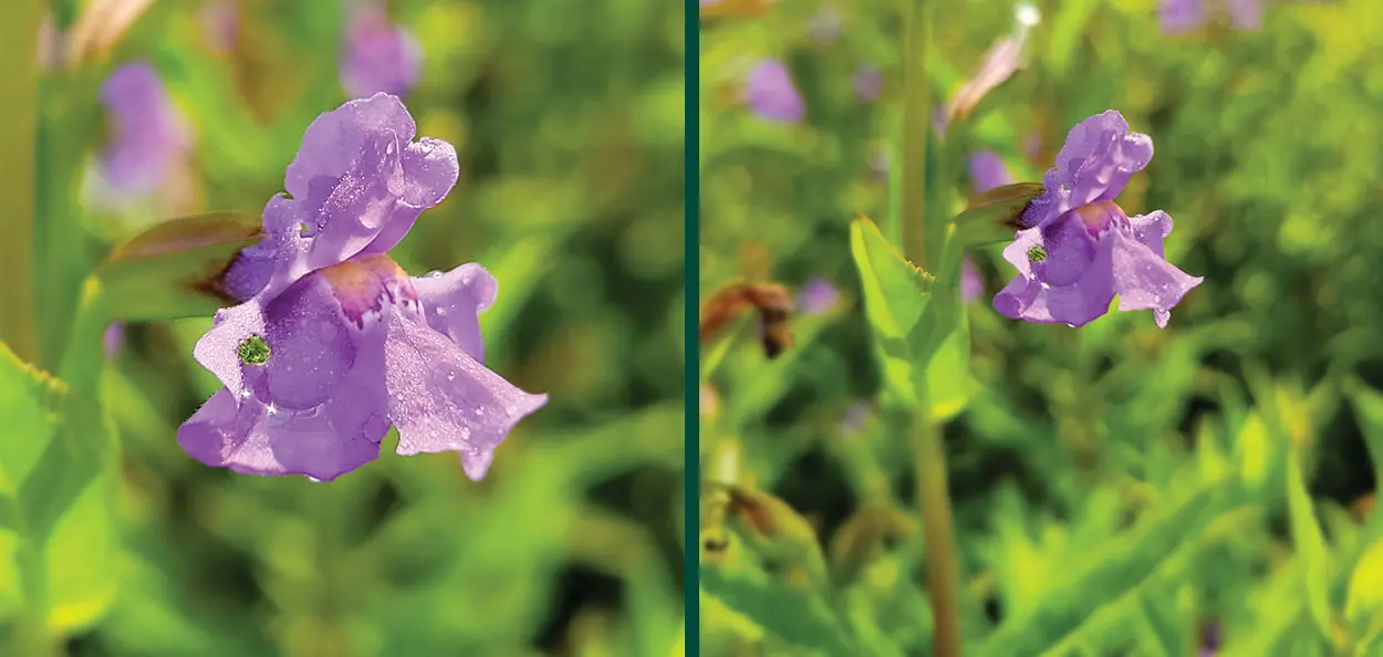 Allegheny Monkey Flower | Johnson's Nursery | KB