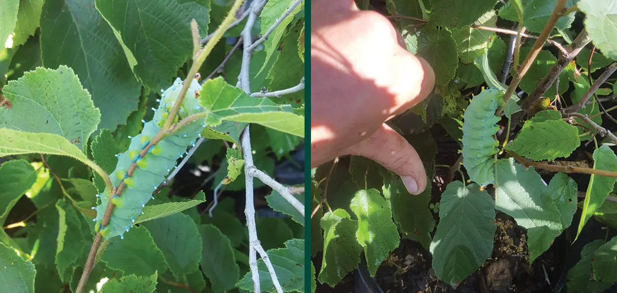 American Filbert | Johnson's Nursery | KB