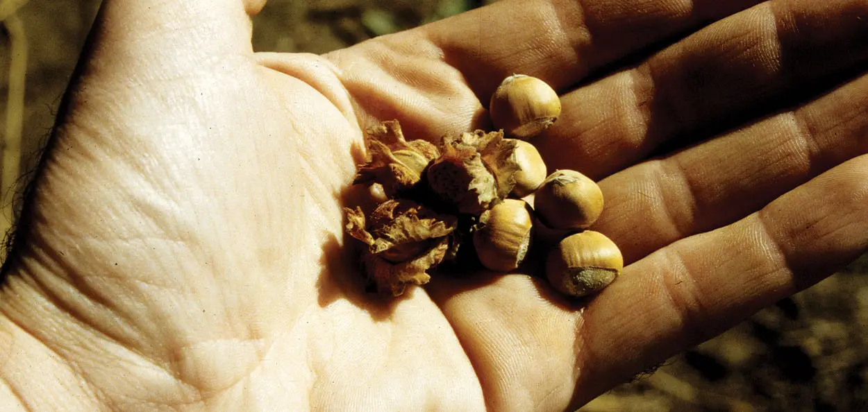 American Filbert | Johnson's Nursery | KB