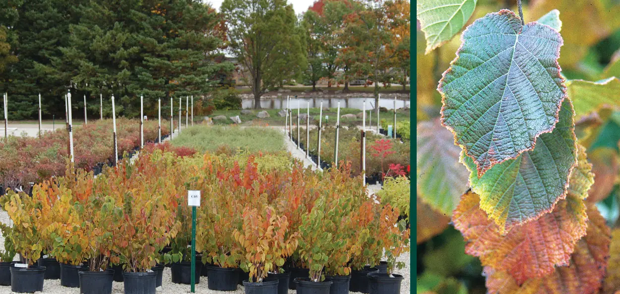 American Filbert | Johnson's Nursery | KB