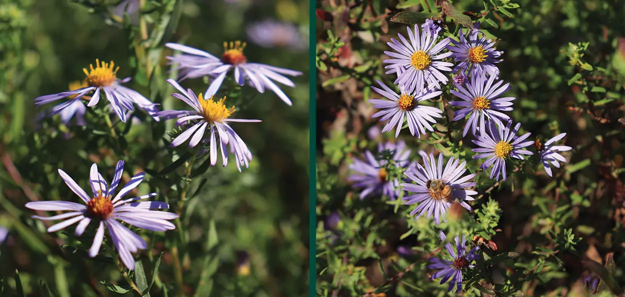 Aromatic Aster | Johnson's Nursery | KB