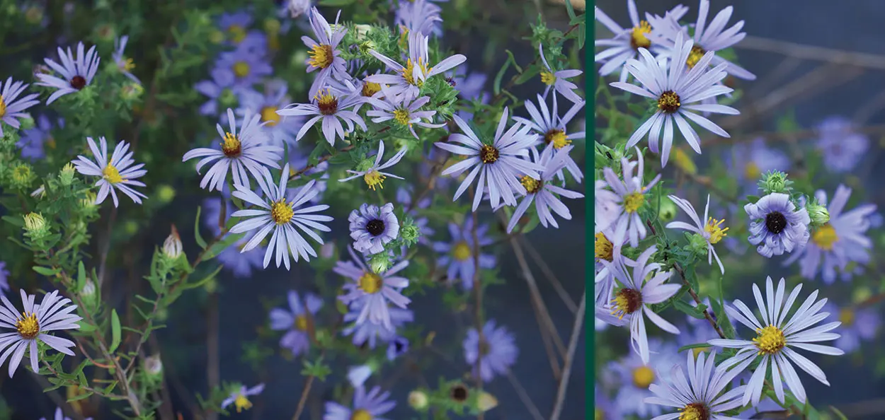 Aromatic Aster | Johnson's Nursery | KB