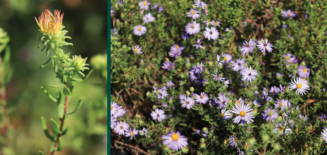 Aromatic Aster | Johnson's Nursery | KB