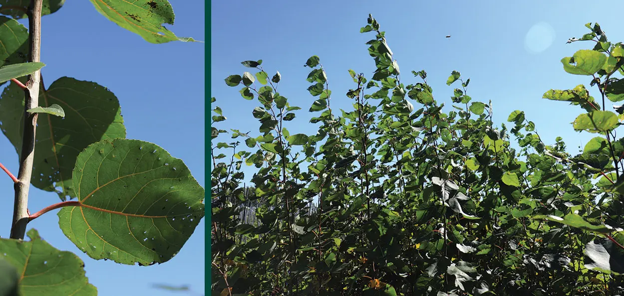 Bigtooth Aspen | Johnson's Nursery | KB