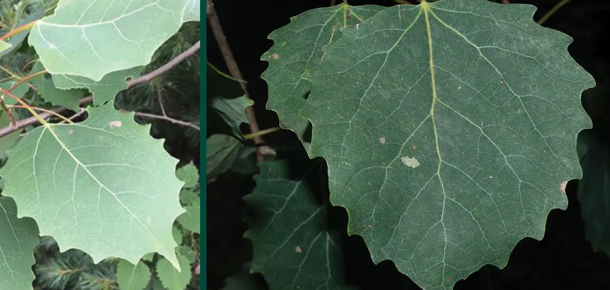 Bigtooth Aspen | Johnson's Nursery | KB