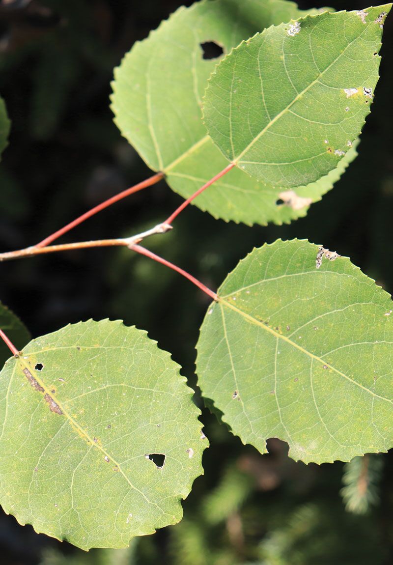 Bigtooth Aspen | Johnson's Nursery | KB