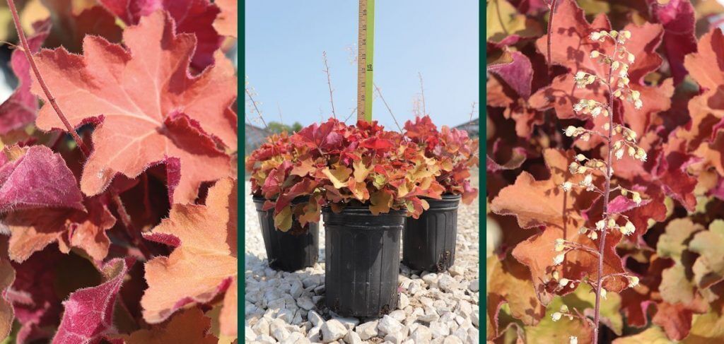 Caramel Coral Bells | Johnson's Nursery | KB