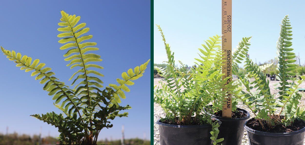 Christmas Fern | Johnson's Nursery | KB