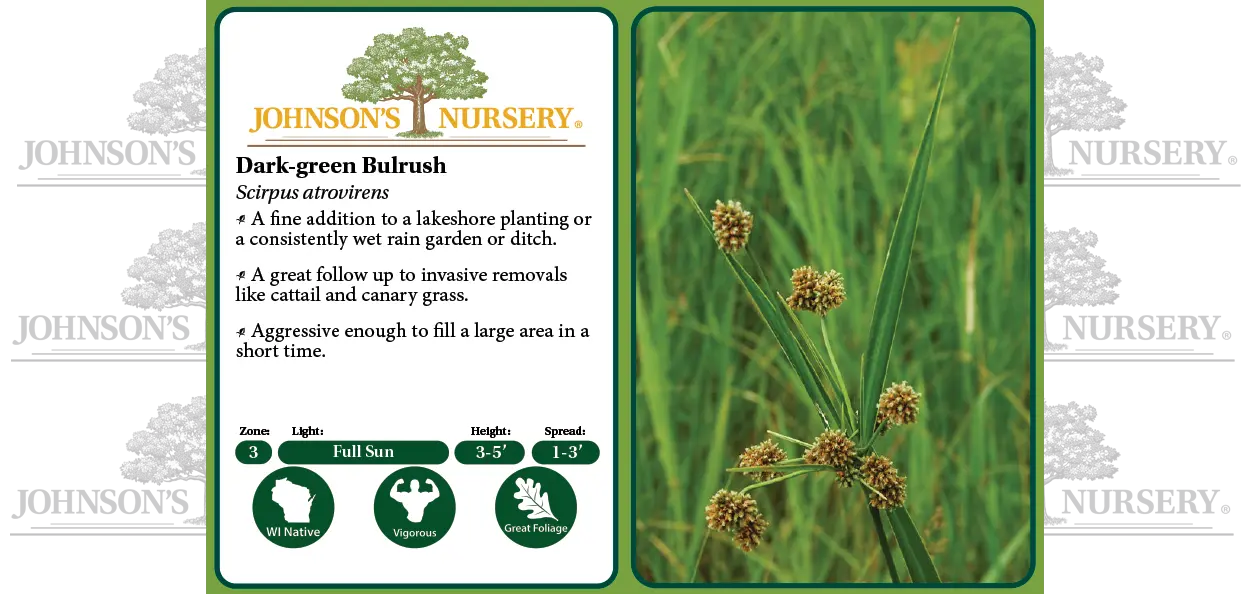 Dark-green Bulrush | Johnson's Nursery | KB