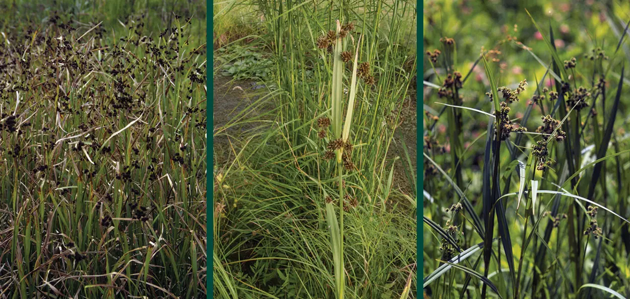 Dark-green Bulrush | Johnson's Nursery | KB