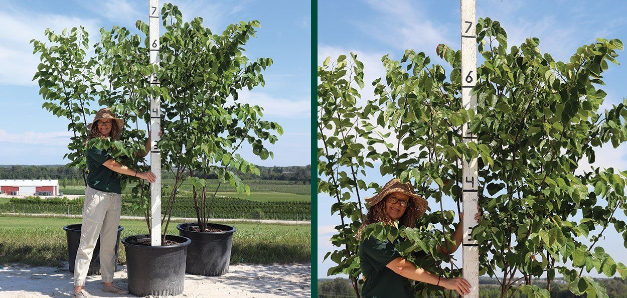 Eastern Redbud | Johnson's Nursery | KB