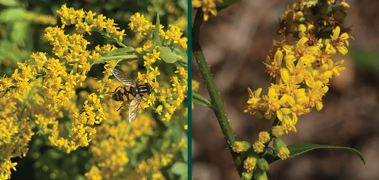 Elm-leafed Goldenrod | Johnson's Nursery | KB