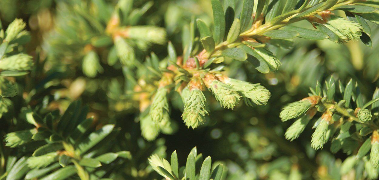 Emerald Spreader® Yew | Johnson's Nursery | KB