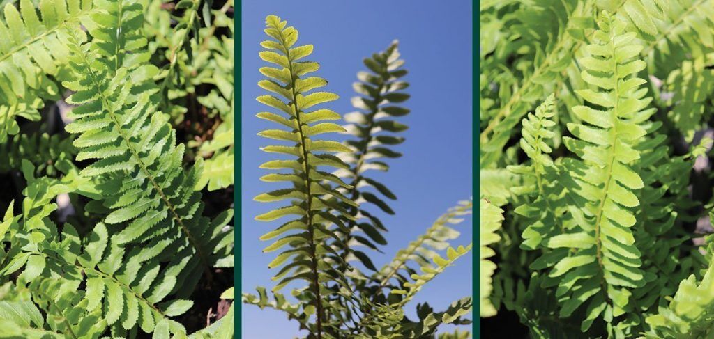 Christmas Fern | Johnson's Nursery | KB