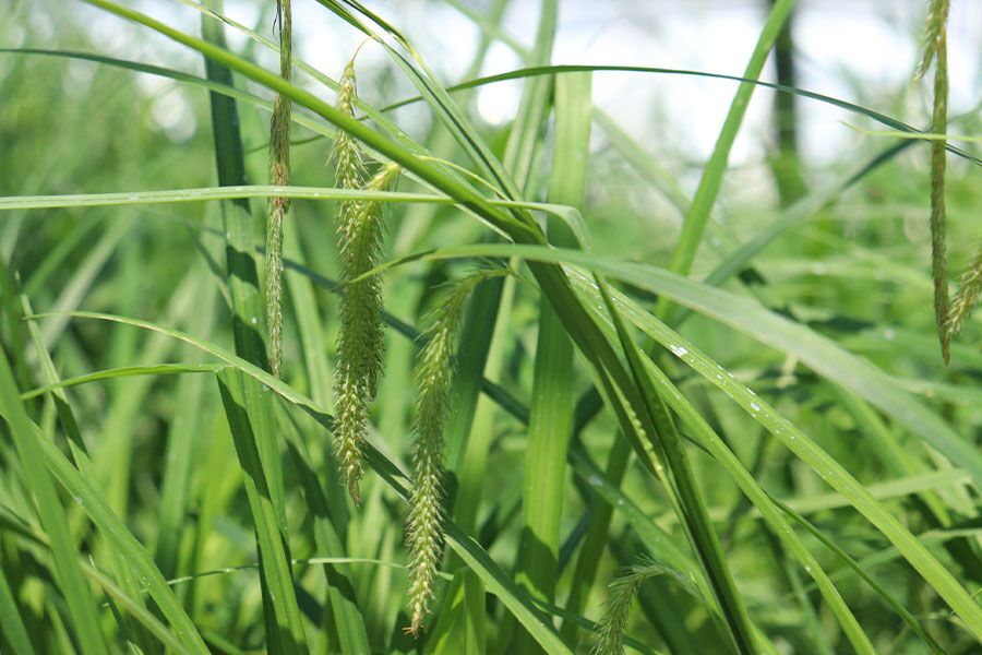 Wisconsin Native Grasses | Johnson's Nursery | Knowledgebase