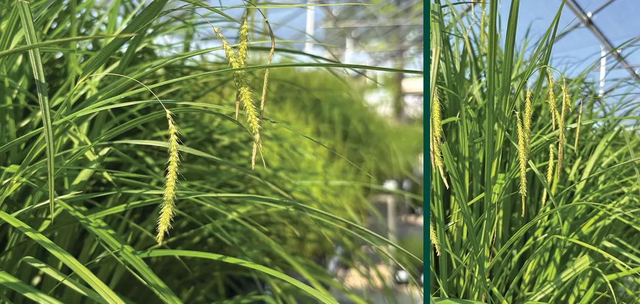 Fringed Sedge | Johnson's Nursery | KB