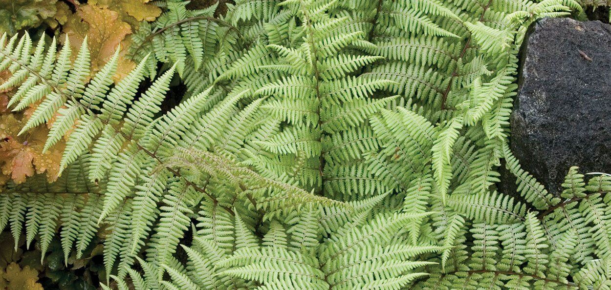 Ghost Fern | Johnson's Nursery | KB