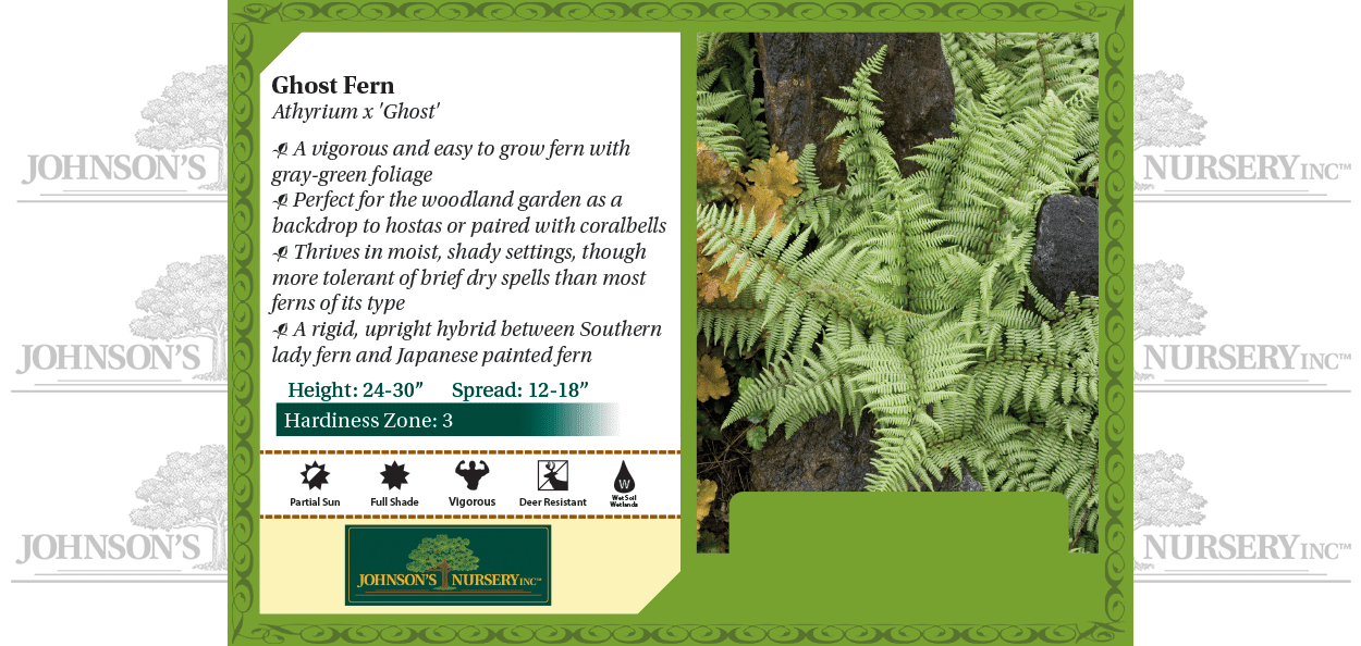 Ghost Fern | Johnson's Nursery | KB
