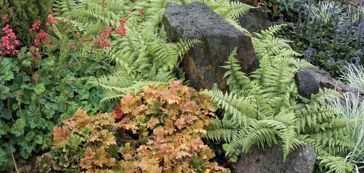 Ghost Fern | Johnson's Nursery | KB