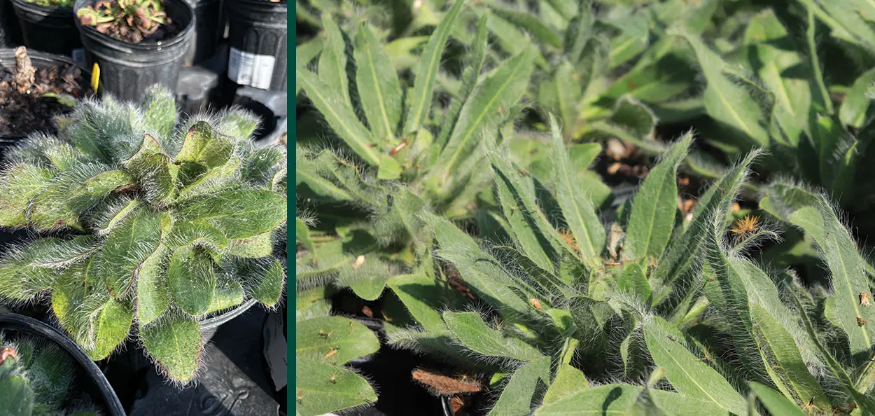 Hairy Hawkweed | Johnson's Nursery | KB